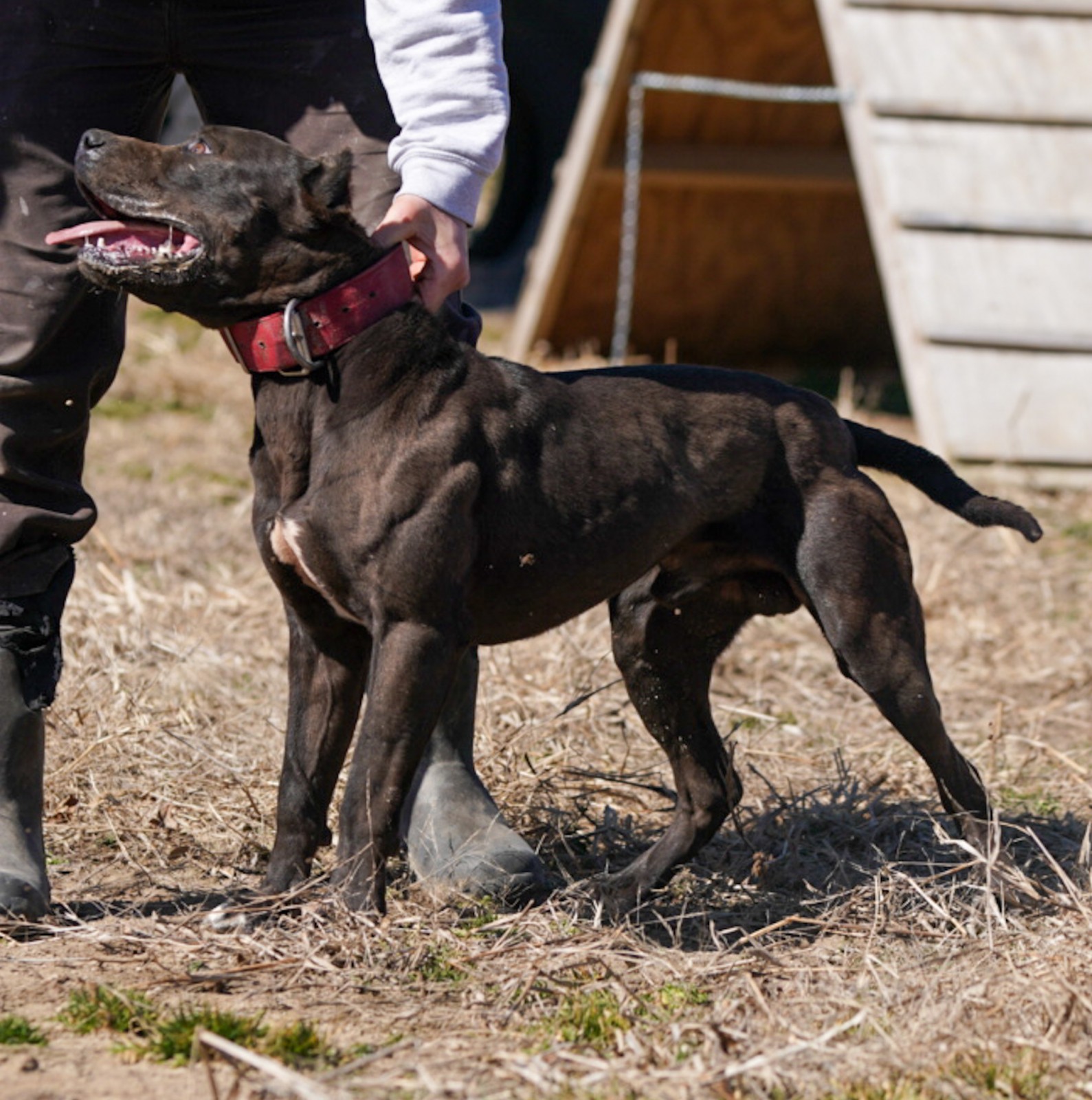 Pit Bull Breedings | Unleashed Kennelz