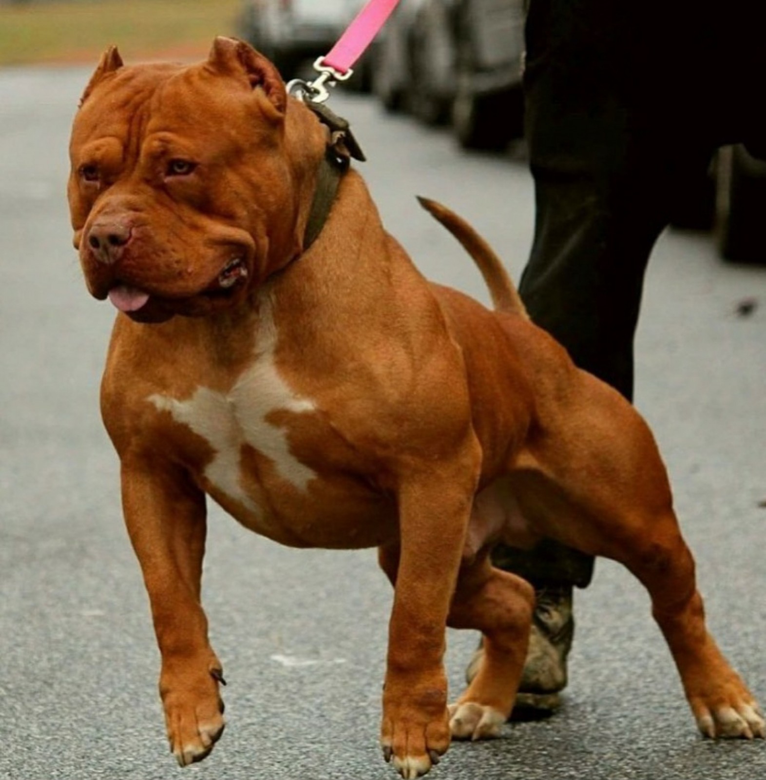 Pit Bull Breedings | Unleashed Kennelz