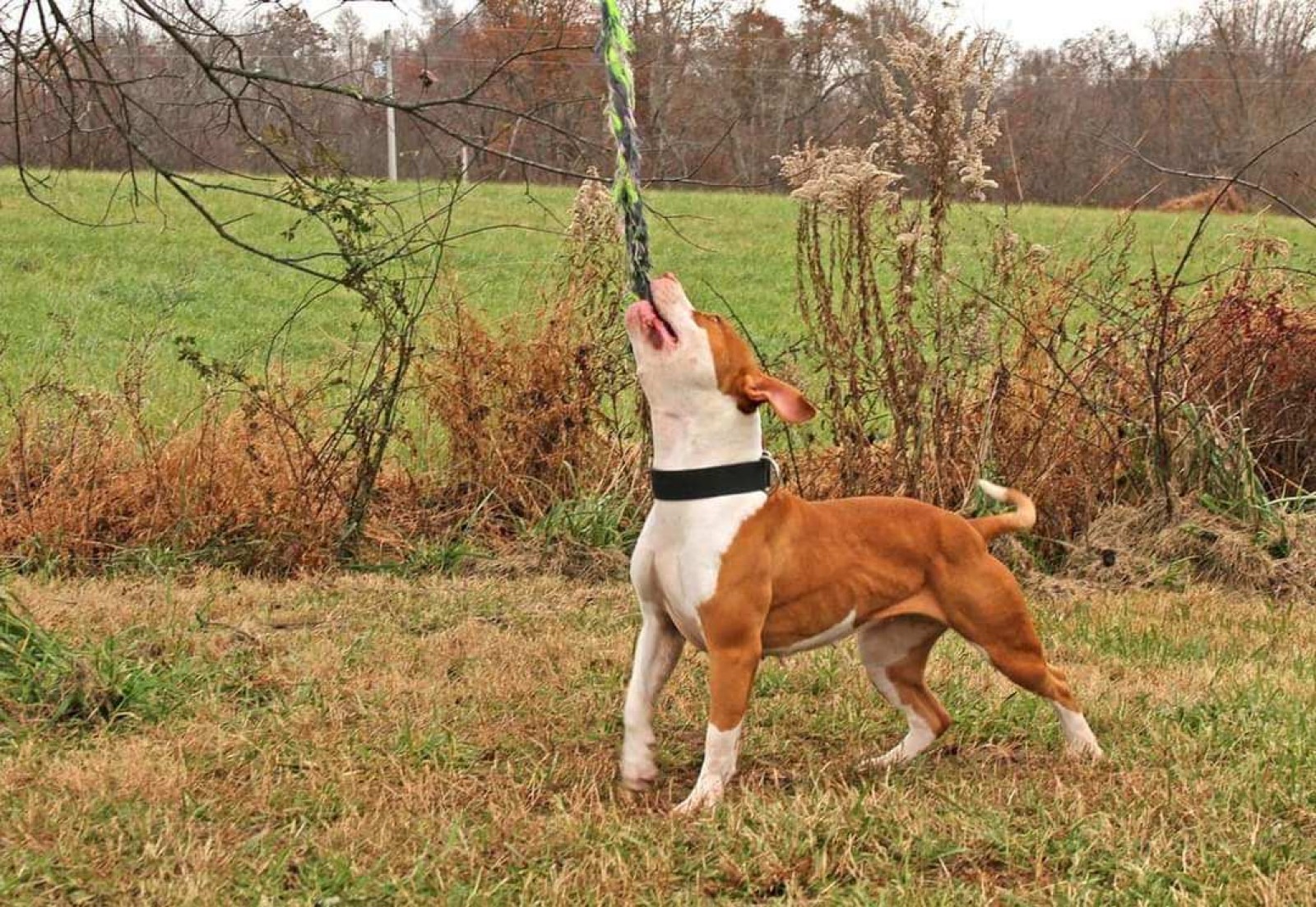Pit Bull Breedings | Unleashed Kennelz