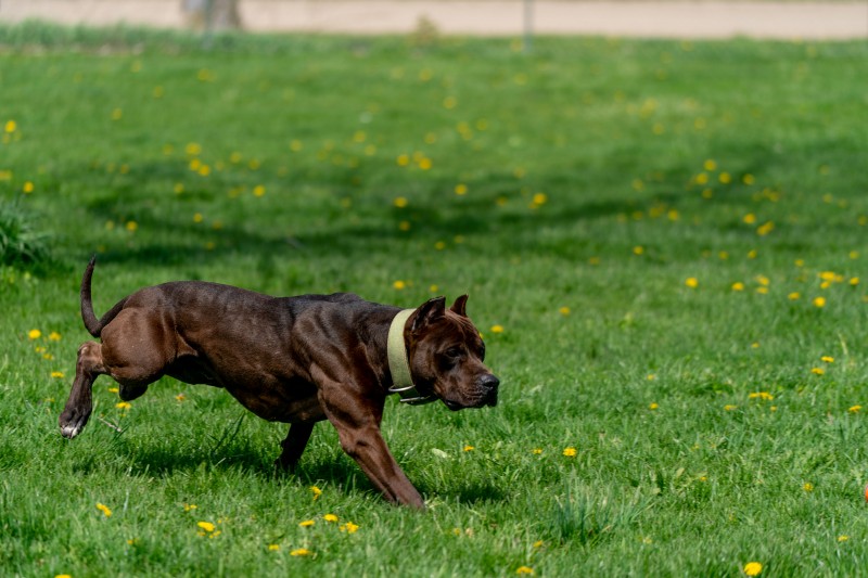 Hitman Pit Bull Profile | Unleashed Kennelz