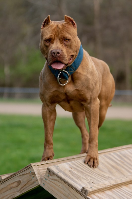 Sumatra Pit Bull Profile | Unleashed Kennelz